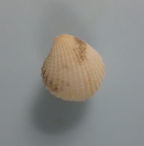 Arcturellina elegantula : 図鑑を作る（二枚貝編）