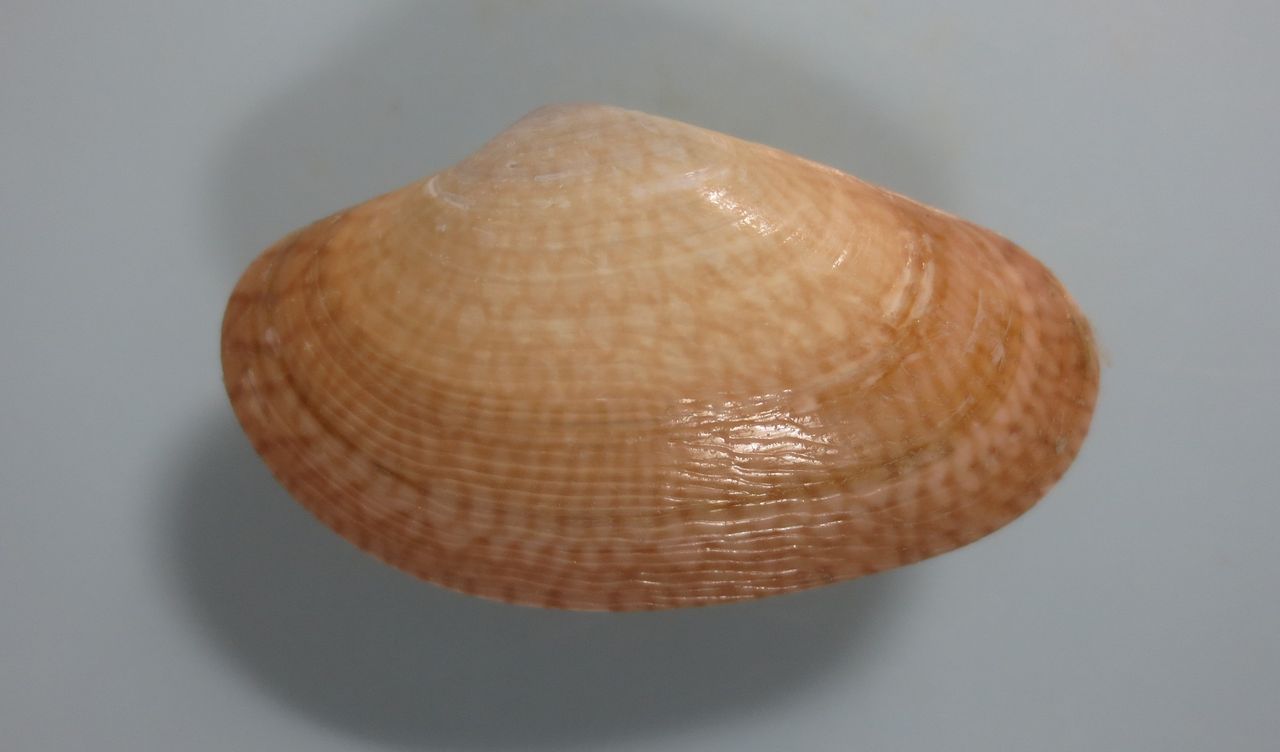 2019年02月17日 : 図鑑を作る（二枚貝編）