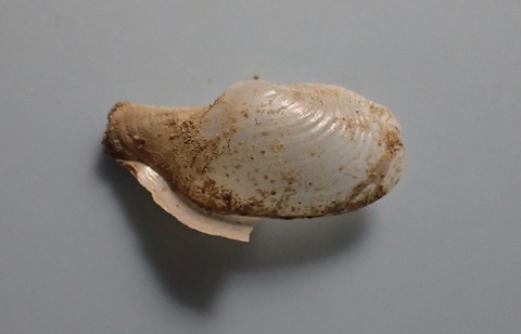 オキナガイ科 : 図鑑を作る（二枚貝編）