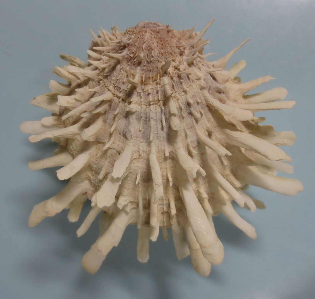 シロウミギク : 図鑑を作る（二枚貝編）