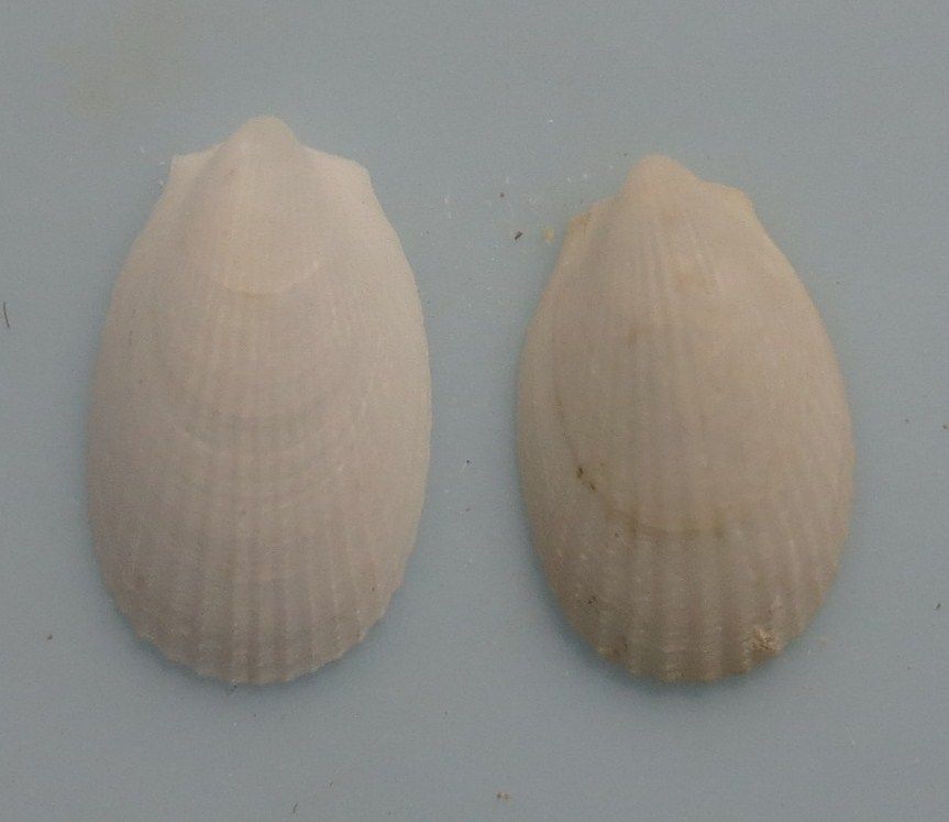 ミノガイ科 : 図鑑を作る（二枚貝編）