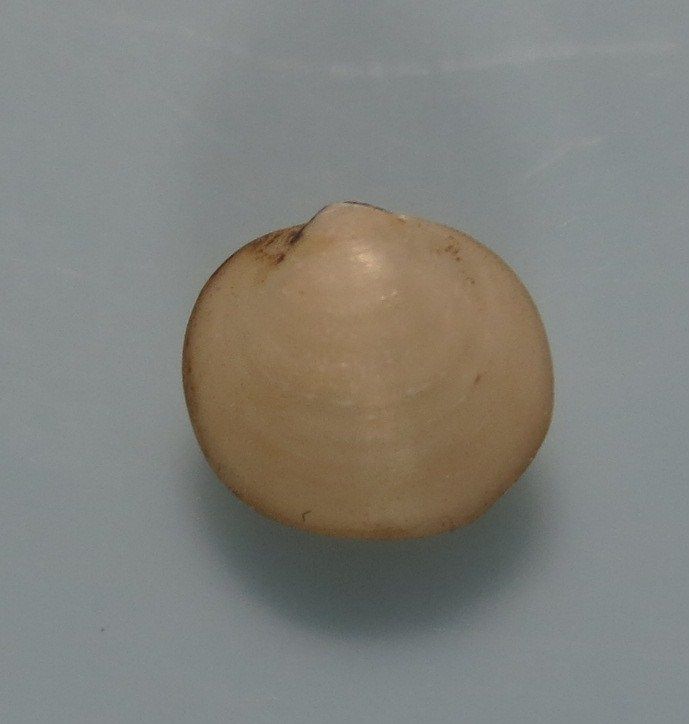 マンゲツシオガマ : 図鑑を作る（二枚貝編）