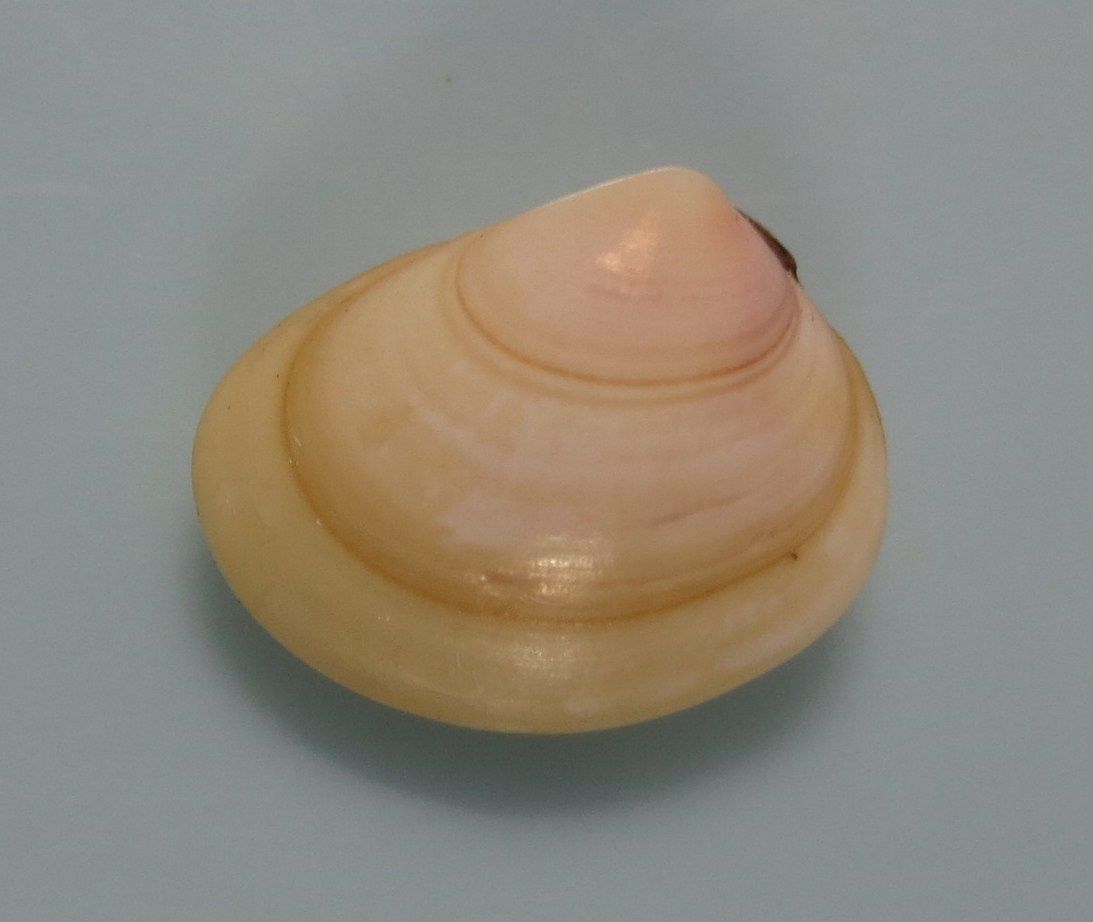 Cadella nuculoides : 図鑑を作る（二枚貝編）