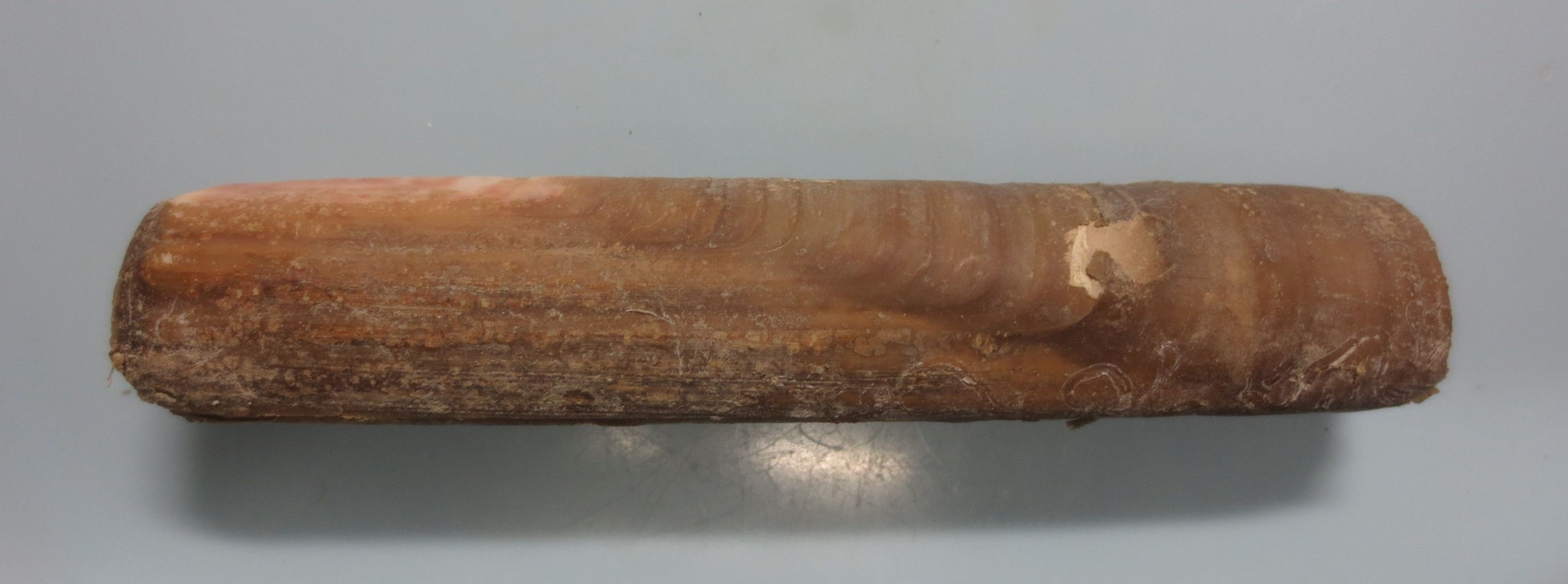 マテガイ科 : 図鑑を作る（二枚貝編）