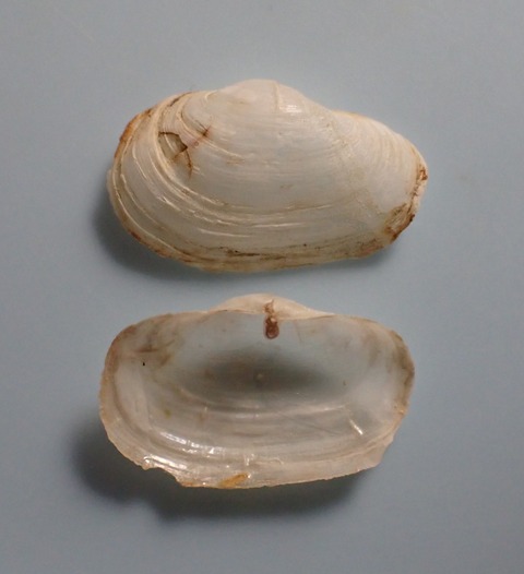 Laternula gracilis : 図鑑を作る（二枚貝編）