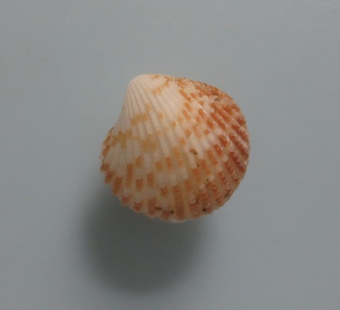 Arcturellina pelseneeri : 図鑑を作る（二枚貝編）