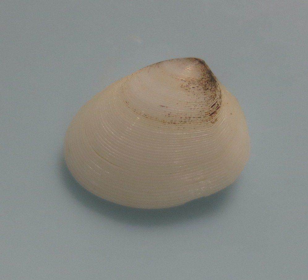 ニッコウガイ科 : 図鑑を作る（二枚貝編）