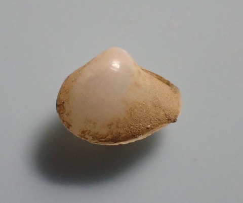 スナメガイ科 : 図鑑を作る（二枚貝編）