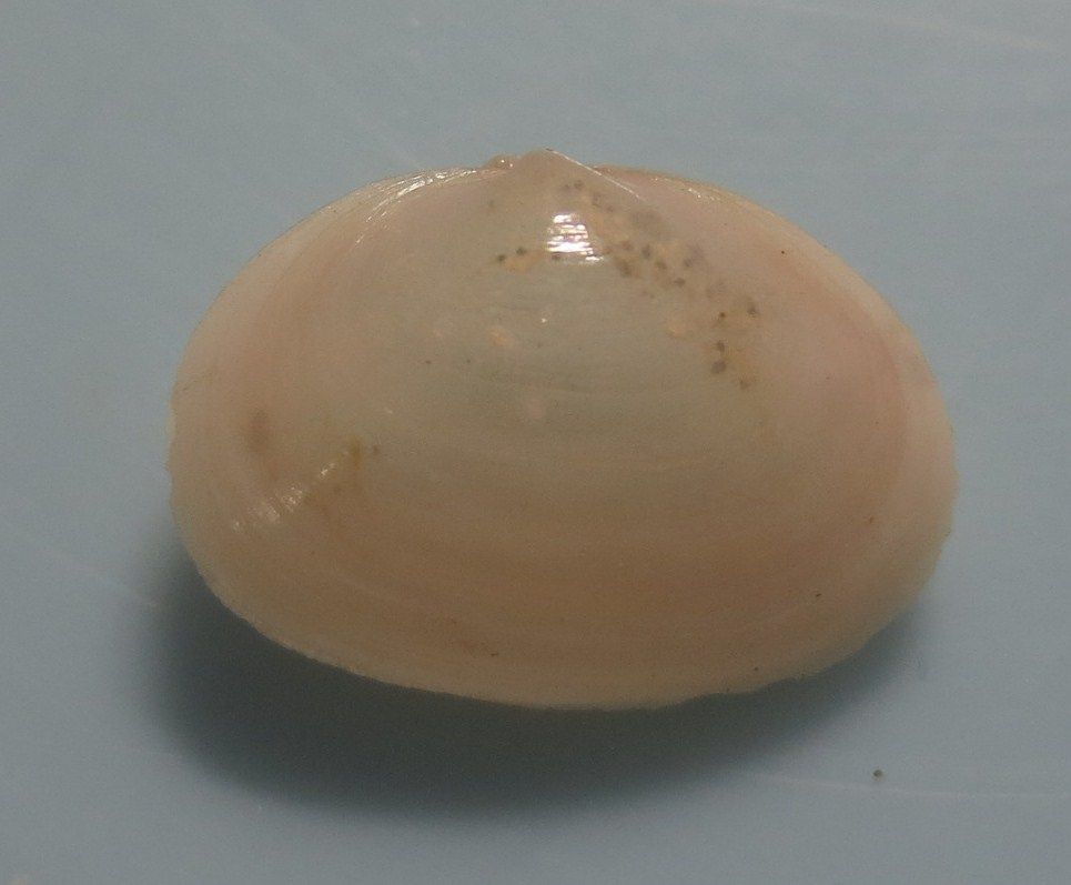 イナズママメアゲマキ : 図鑑を作る（二枚貝編）