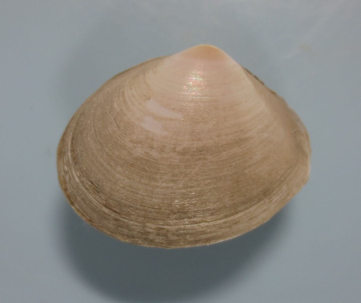 2018年06月 : 図鑑を作る（二枚貝編）