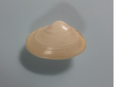 Mactra sp : 図鑑を作る（二枚貝編）