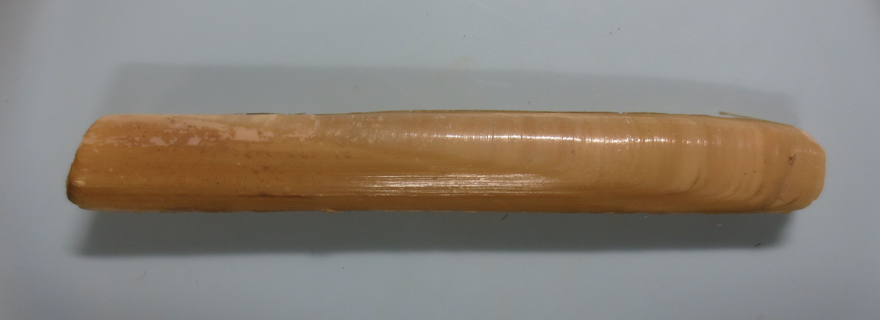 マテガイ : 図鑑を作る（二枚貝編）