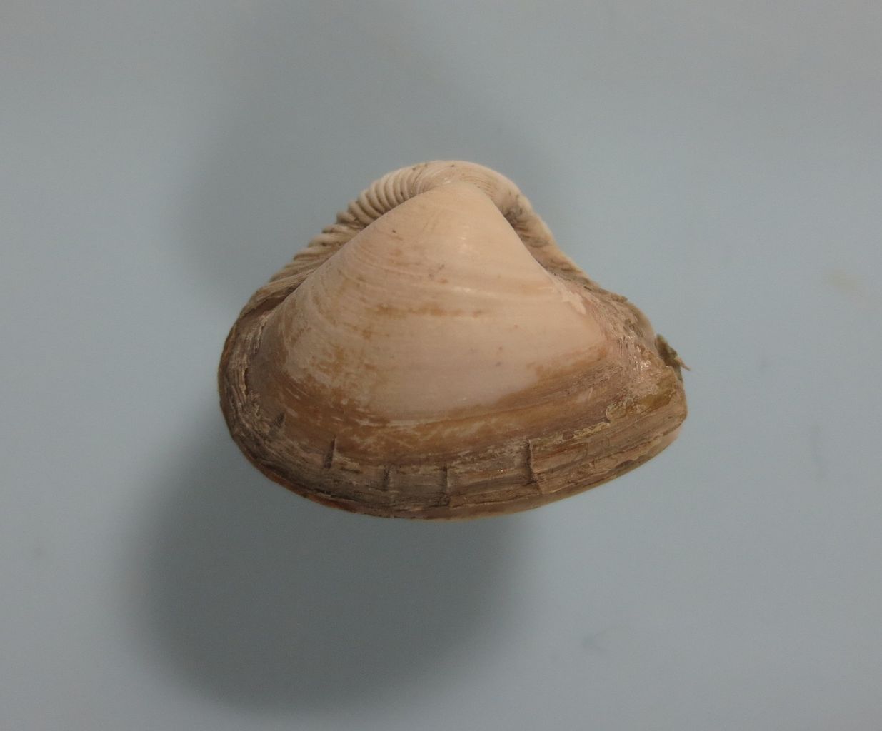 2019年04月10日 : 図鑑を作る（二枚貝編）