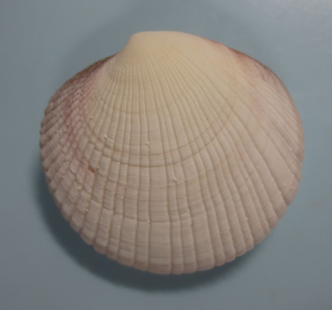 ツキガイ科 : 図鑑を作る（二枚貝編）