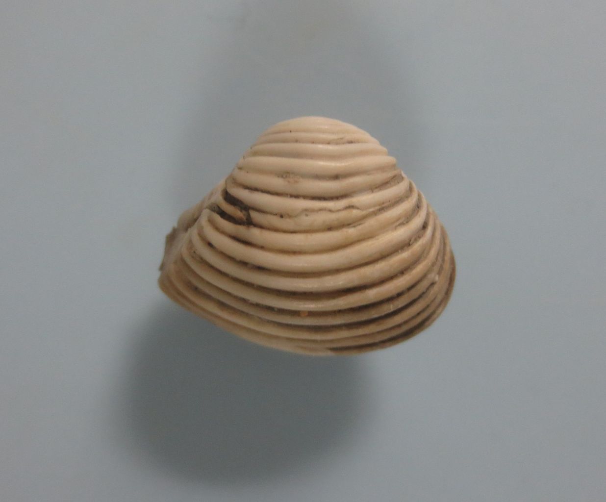 クチベニガイ科 : 図鑑を作る（二枚貝編）