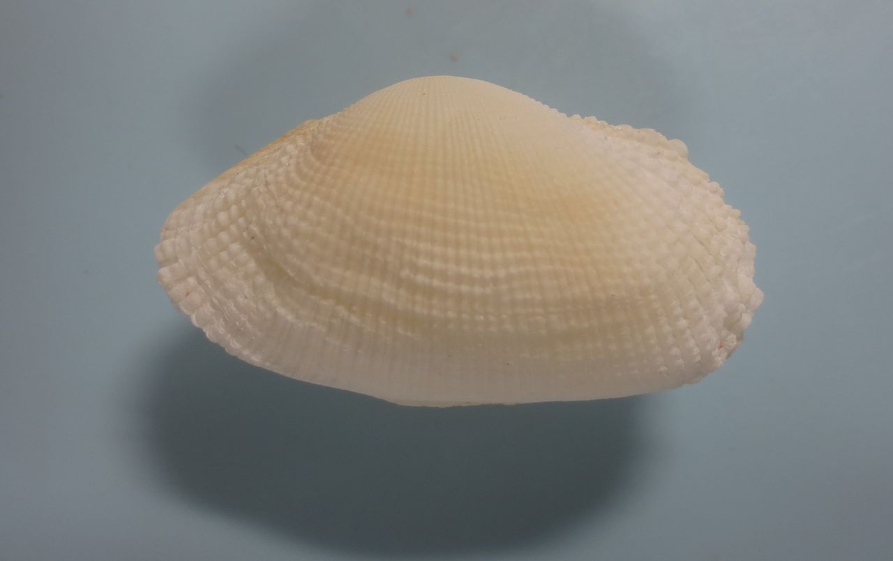 Barbatia sp : 図鑑を作る（二枚貝編）