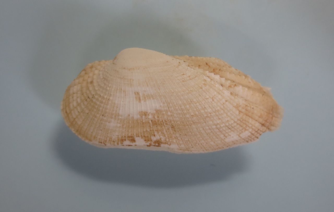 フネガイ科 : 図鑑を作る（二枚貝編）