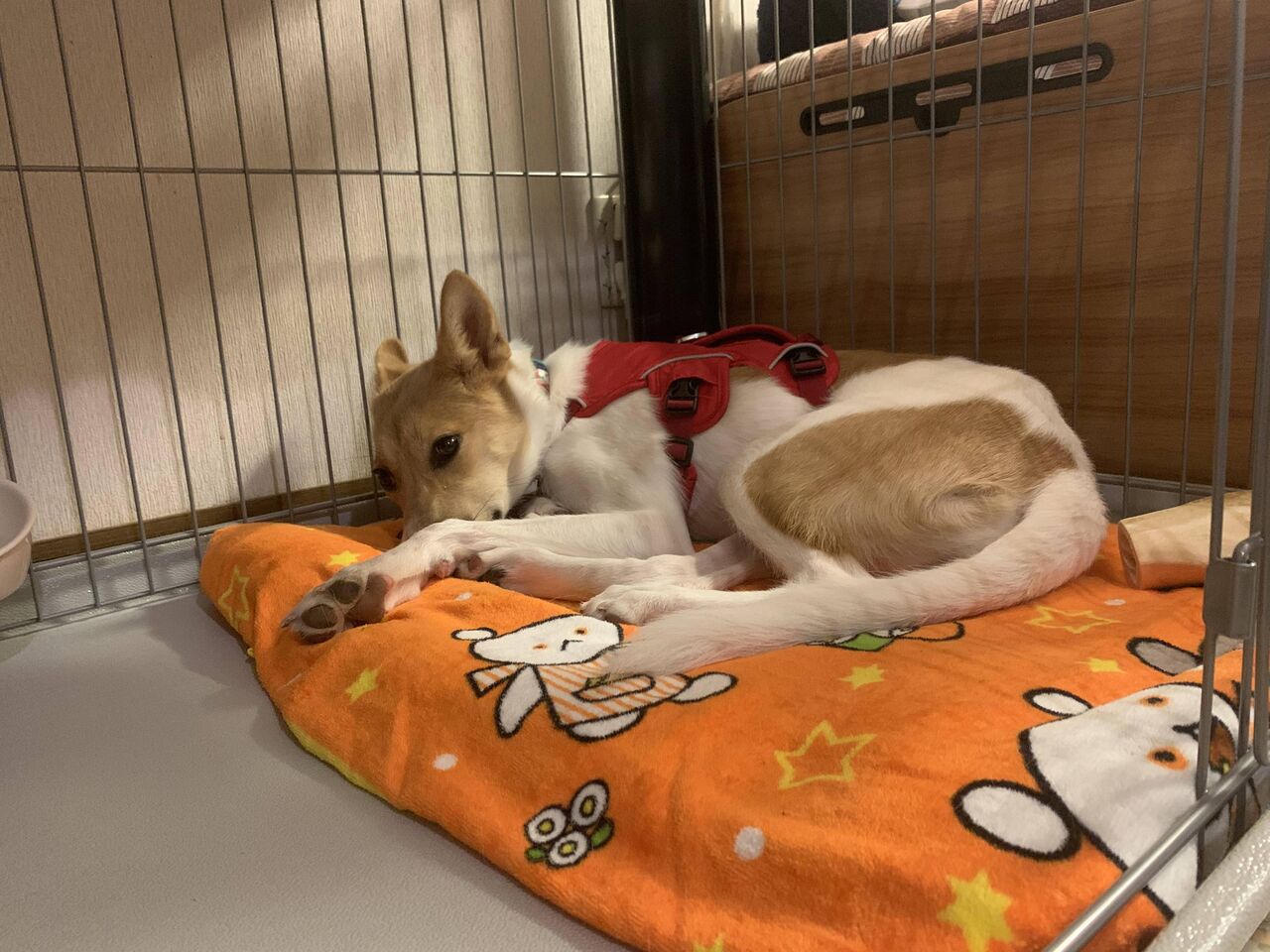 ワイ、保護犬を迎え入れる : 幸せが歩いてきた！