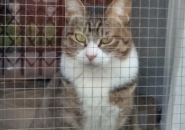 猫は仲間の異常を心配する : 今を生きる～猫と共に