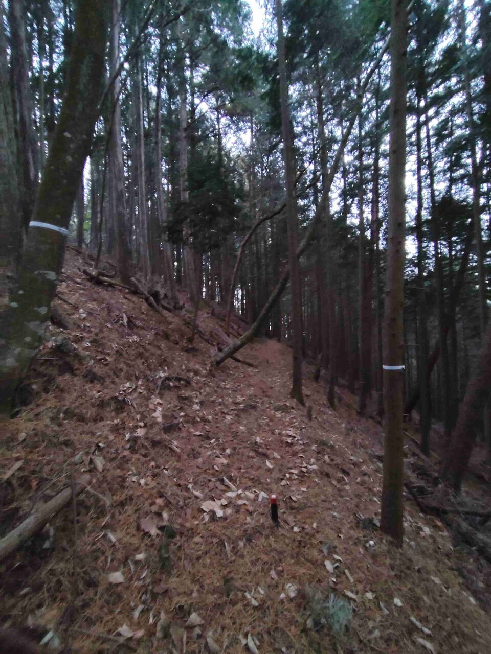 一夜城跡(恵那市)（2026/01/05） : ゼロから始めるガーデニングとお城巡り