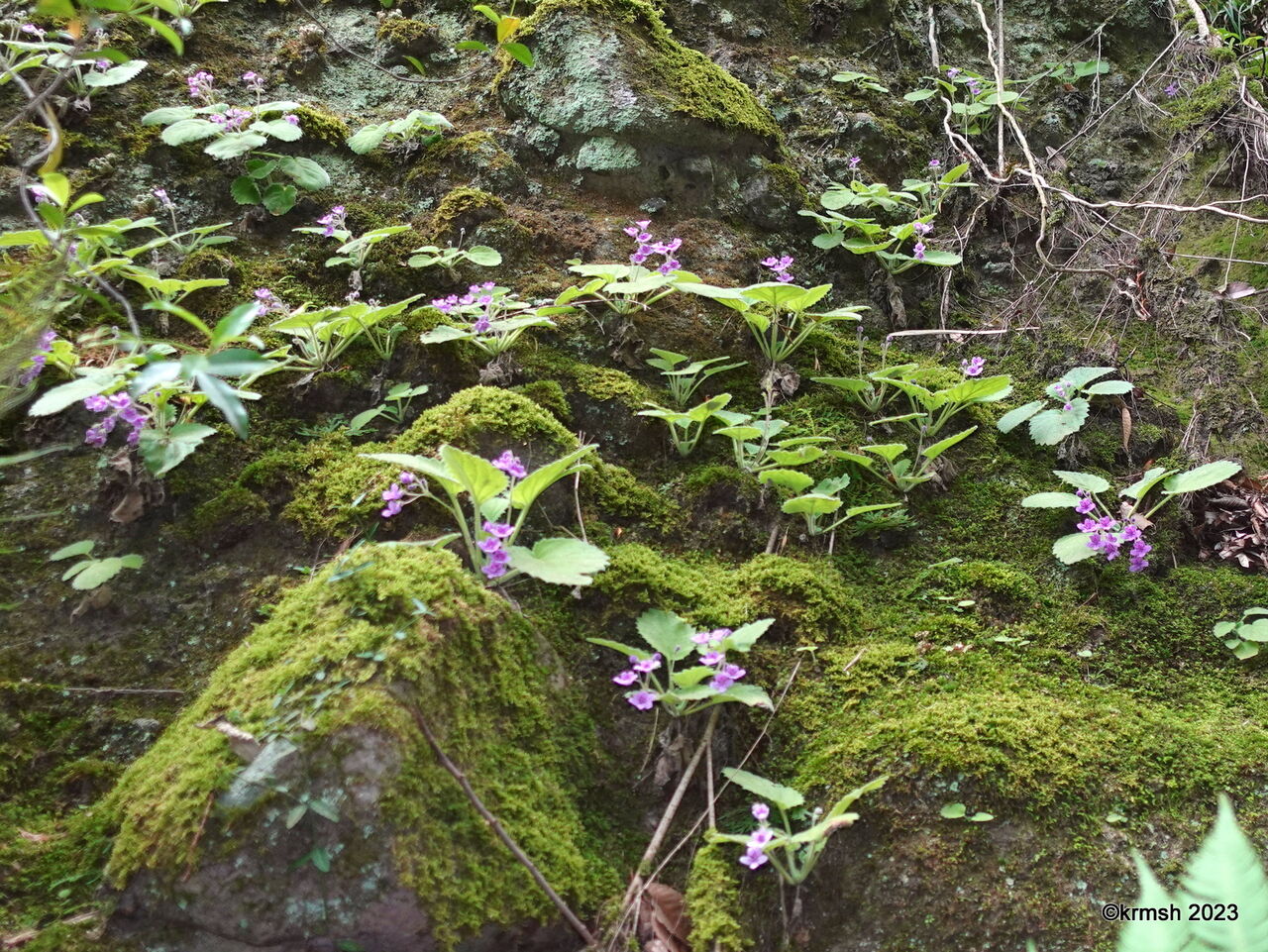 イワギリソウ《岩桐草》（イワタバコ科） : 九州北部の山野で見かけた植物（種類別）