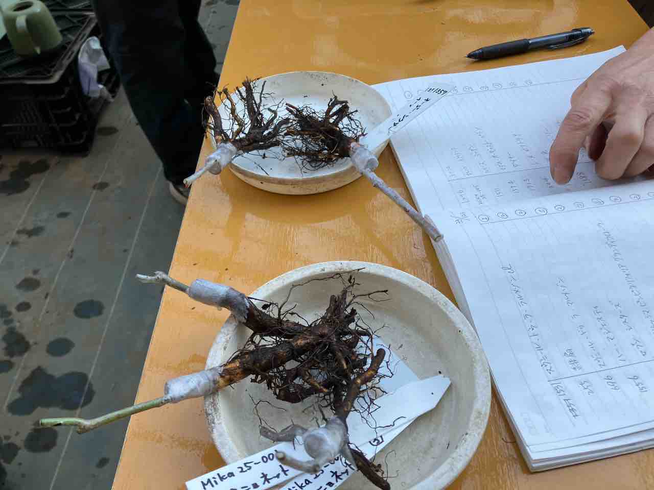 一年の初めに… : 佐倉草ぶえの丘バラ園 ボランティア日誌