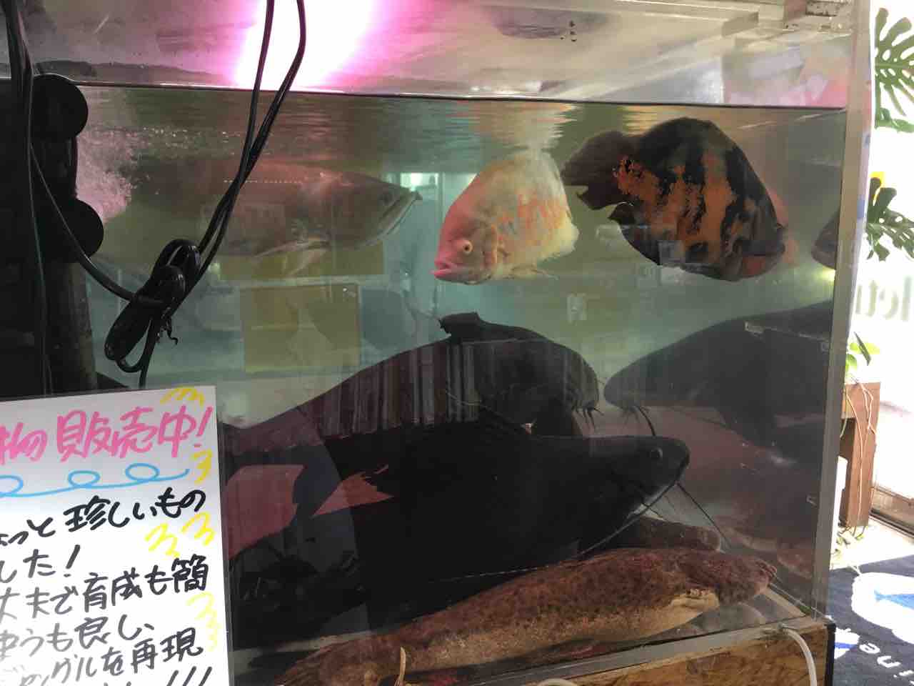 ★グランバリュー アクアティクスに行ってきました★ : 千葉市満喫 子育て記録