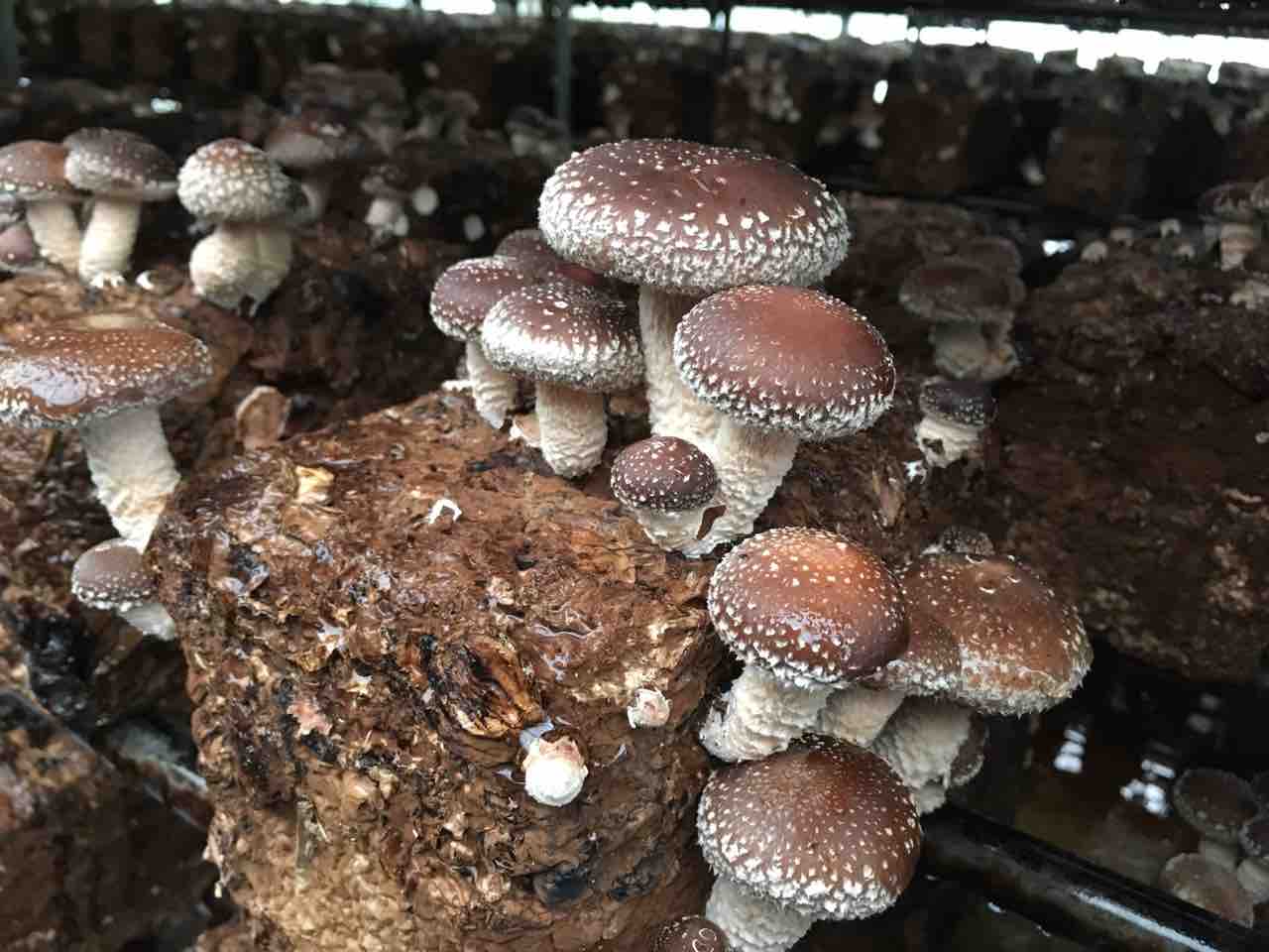 ★佐倉きのこ園に行ってきました★ : 千葉市満喫 子育て記録