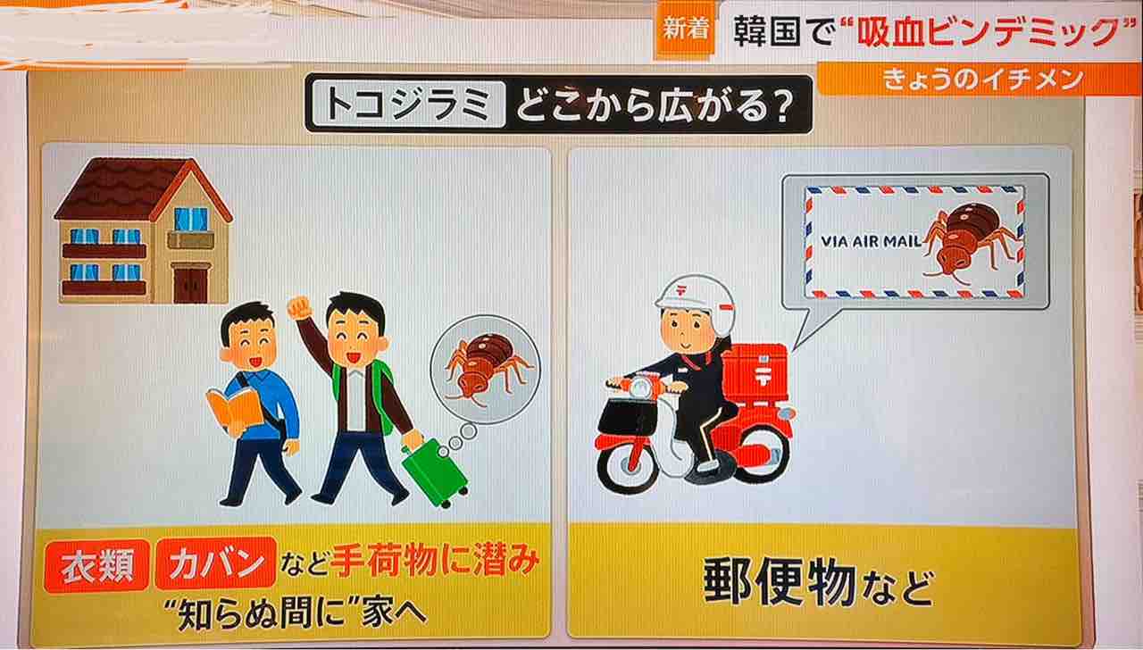 世界に目を向けグローバル GPS 京都を中心にグローカル 366 APS:「韓国で大量発生中…」トコジラミ大流行で年末の海外旅行、ネットショッピングに不安の声