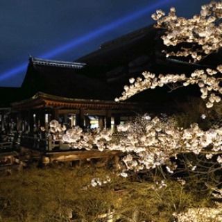 世界に目を向けグローバル GPS 京都を中心にグローカル 366 APS:京都 闇に映える満開の夜桜 京都・清水寺