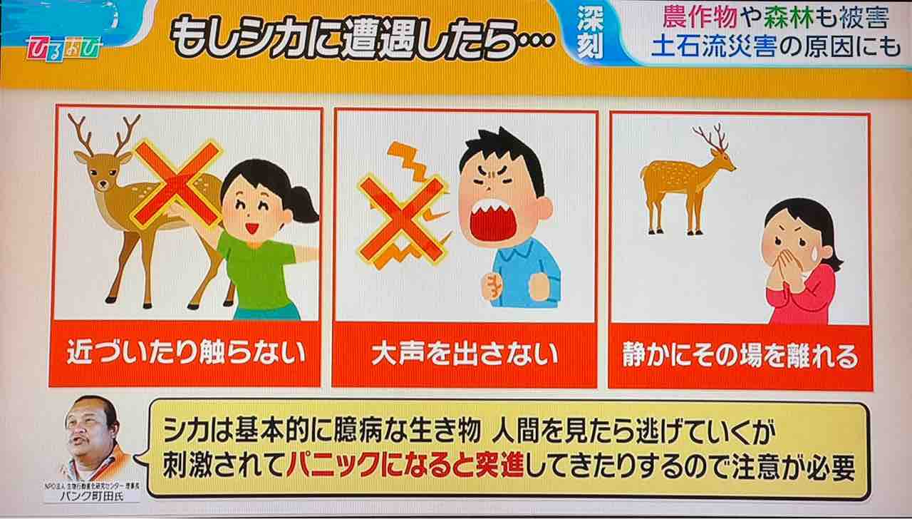 世界に目を向けグローバル GPS 京都を中心にグローカル 366 APS:京都 シカに襲撃されたか 田んぼで胸から血を流した男性死亡 付近で「角の生えた雄のシカ」目撃 京都・福知山市