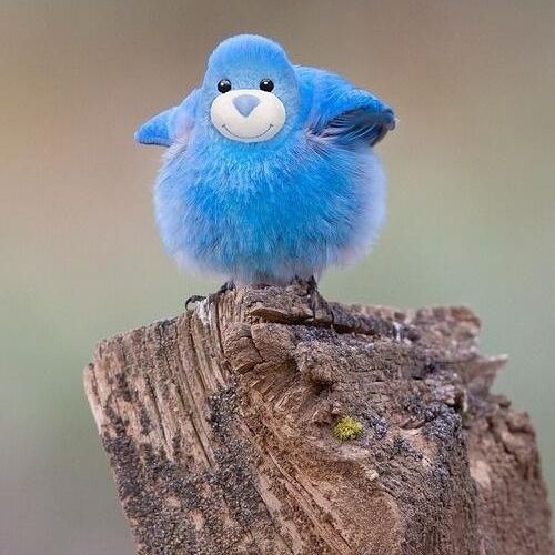 Tubby blue bird : r/aww