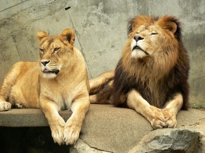 新しいフォルダー (2) : 嫁に「ライオンの交尾ってメスから誘うんだって」って言った結果wwww