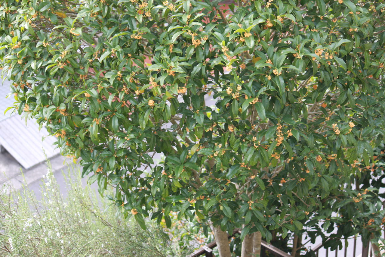 金木犀は二度咲く : 焼き物と百姓のブログ