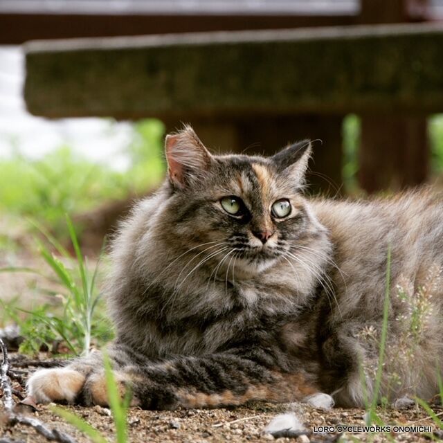 birdy R11 入荷してます！！ : LORO CYCLEWORKS ONOMICHI