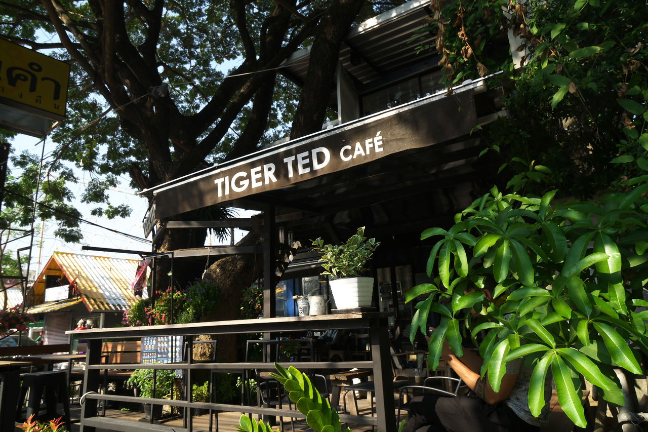 チェンマイ県（85） Tiger Ted Cafe （タイガー テッド カフェ） : Dさんのタイ日記Ⅱ