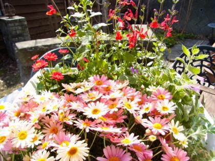 春の買い出し : LEOMARI.Lab.