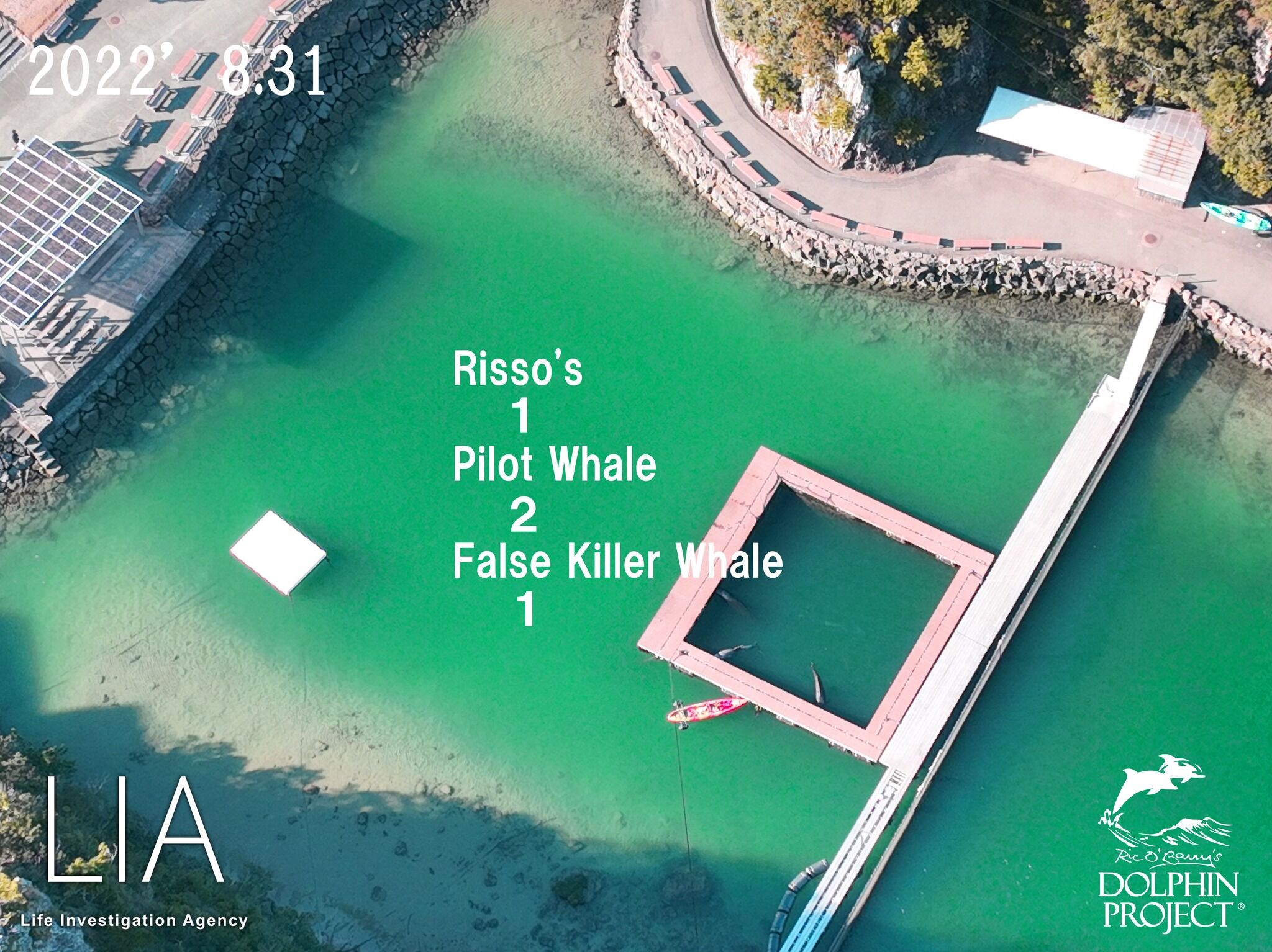 More Dolphins as Inventory! ～The reason dolphin drive hunt still ...