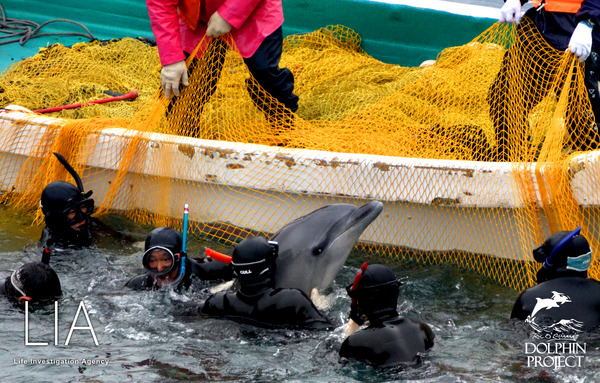 More Dolphins as Inventory! ～The reason dolphin drive hunt still ...