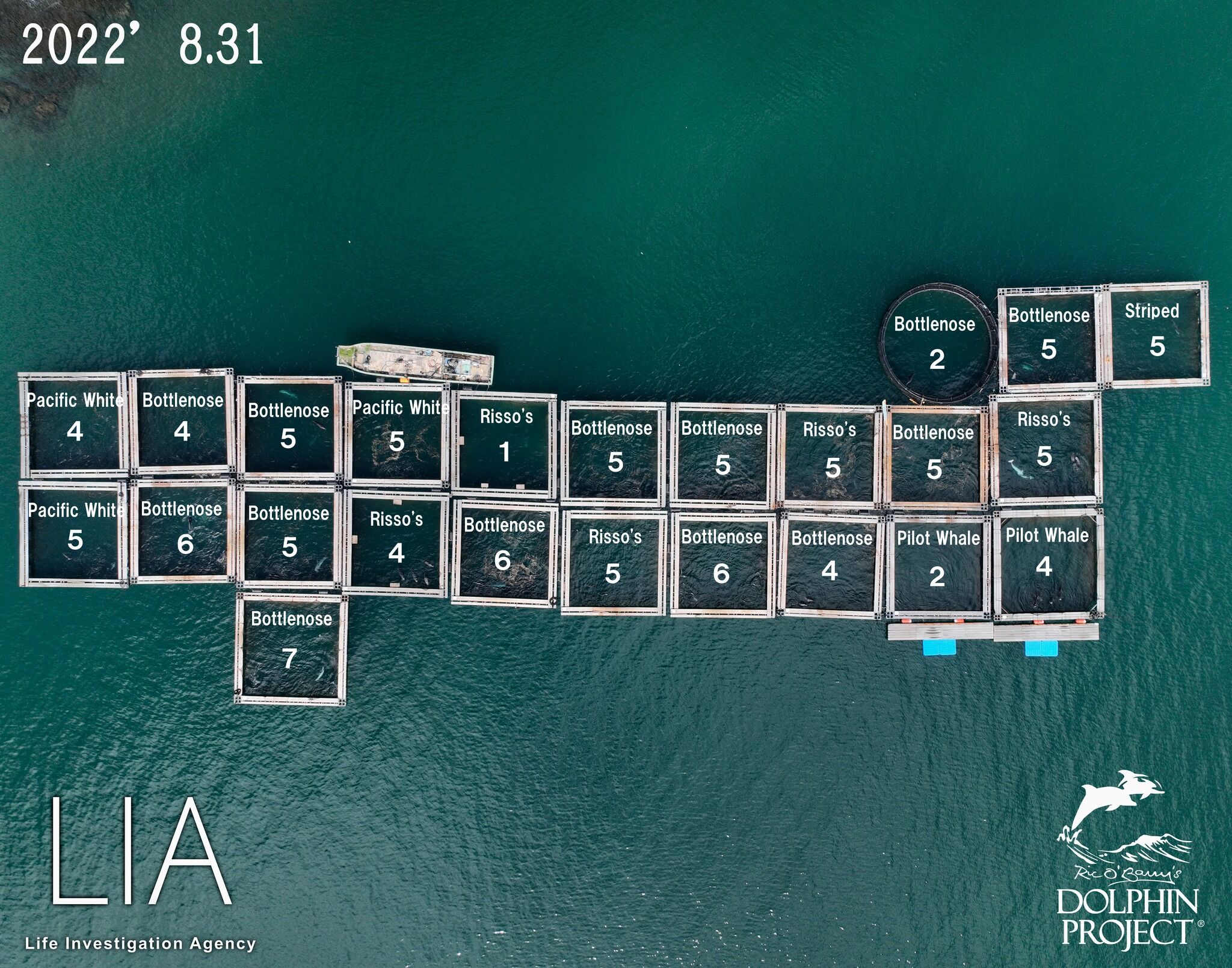 More Dolphins as Inventory! ～The reason dolphin drive hunt still ...