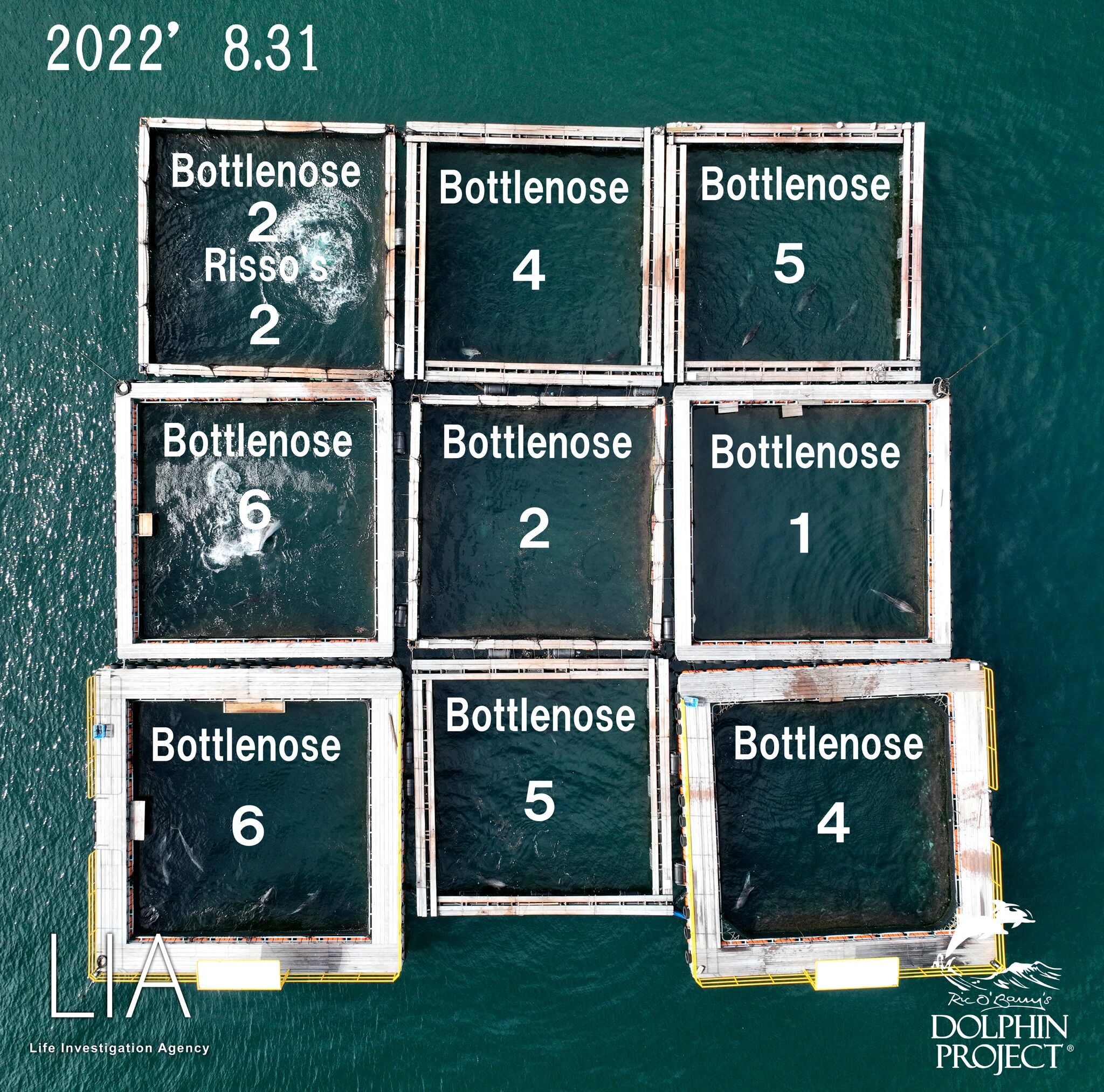 More Dolphins as Inventory! ～The reason dolphin drive hunt still ...