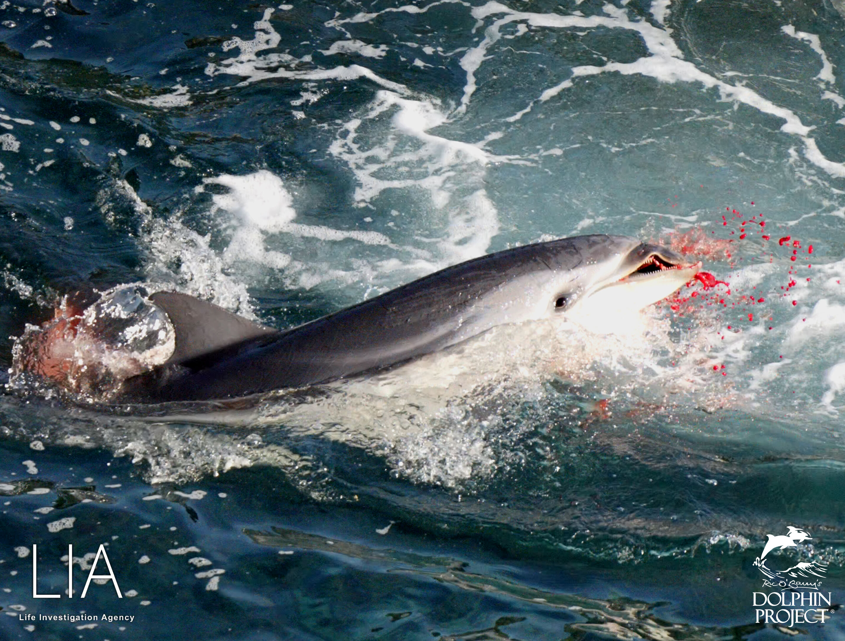 More Dolphins as Inventory! ～The reason dolphin drive hunt still ...