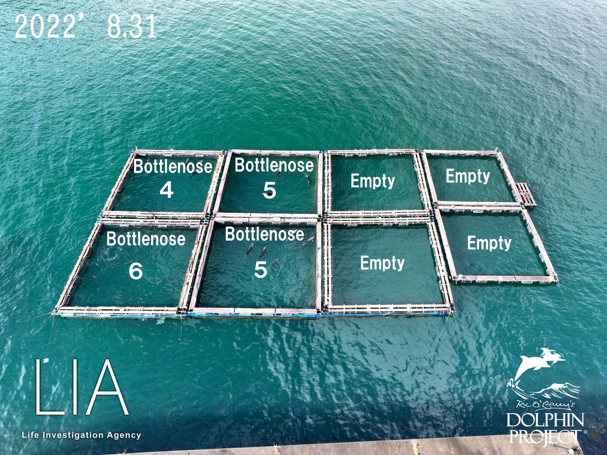 More Dolphins as Inventory! ～The reason dolphin drive hunt still ...