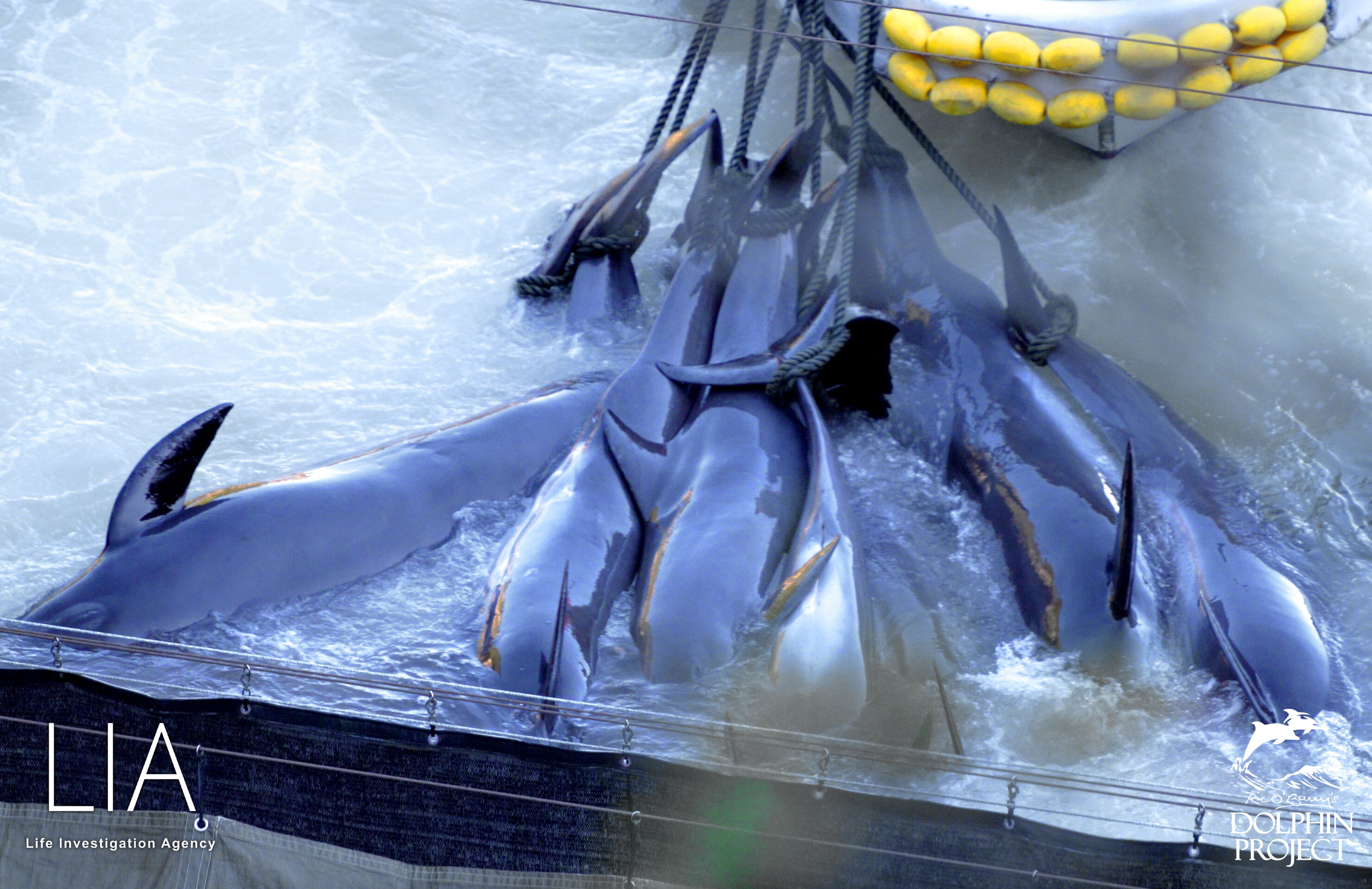 More Dolphins as Inventory! ～The reason dolphin drive hunt still ...