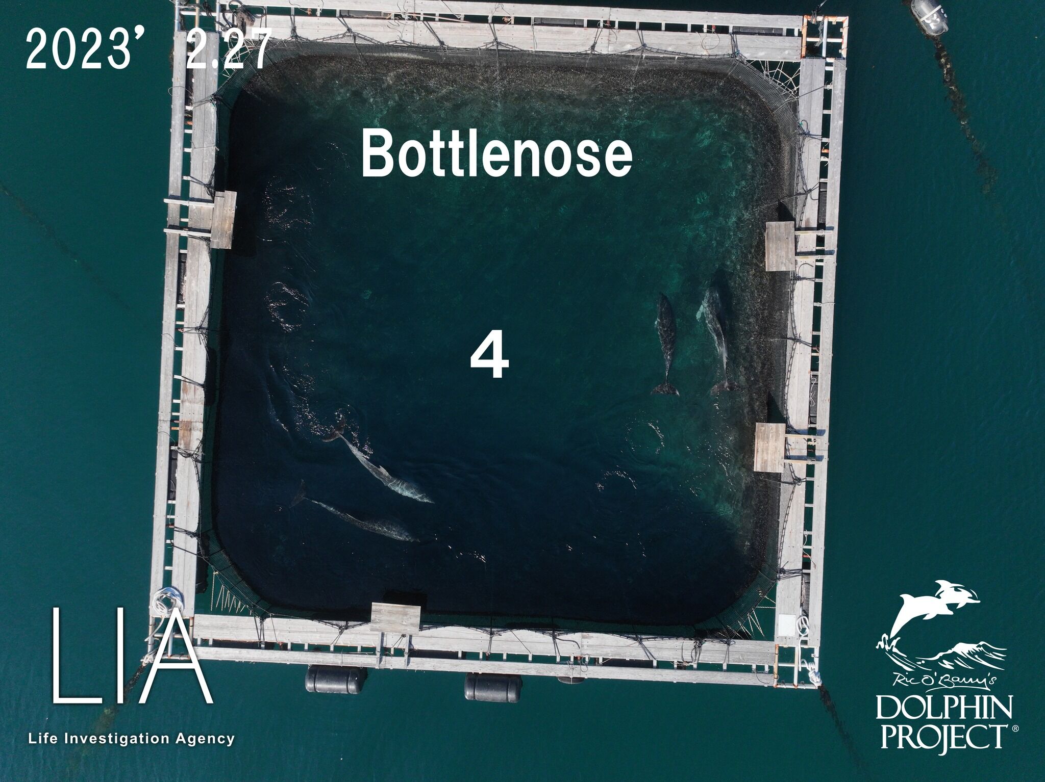 More Dolphins as Inventory! ～The reason dolphin drive hunt still ...