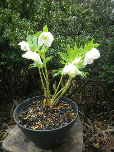 クリスマスローズ。 : liddell coffee house リデルコーヒーハウス