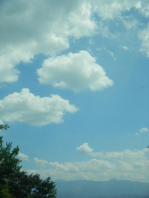 アルパカ。 : liddell coffee house リデルコーヒーハウス