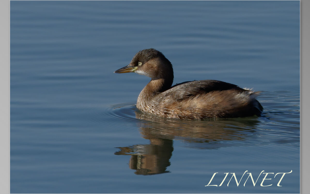 カイツブリ( Little Grebe ) : 野鳥とのふれあい
