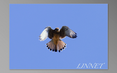 チョウゲンボウのホバリングのアニメーション （ Common Kestrel 's hovering animation） : 野鳥とのふれあい