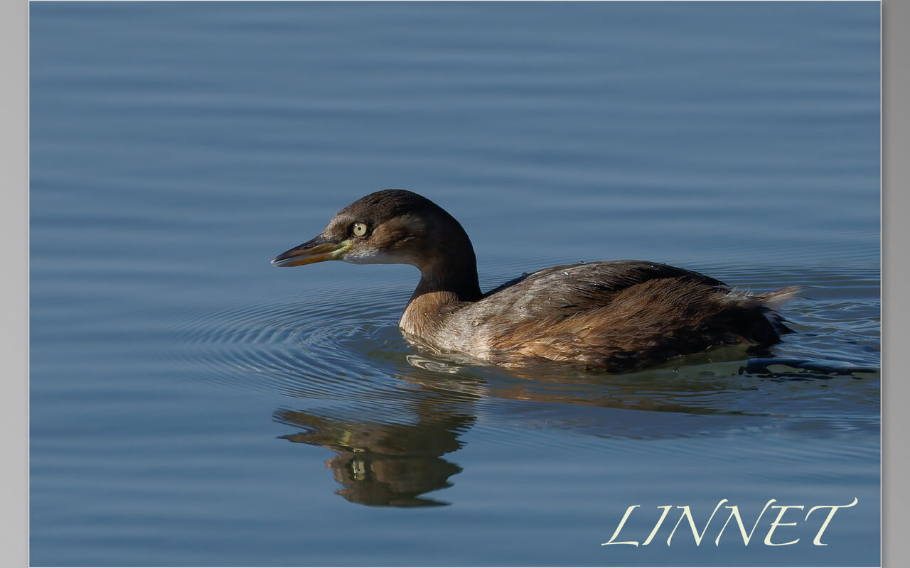カイツブリ( Little Grebe ) : 野鳥とのふれあい